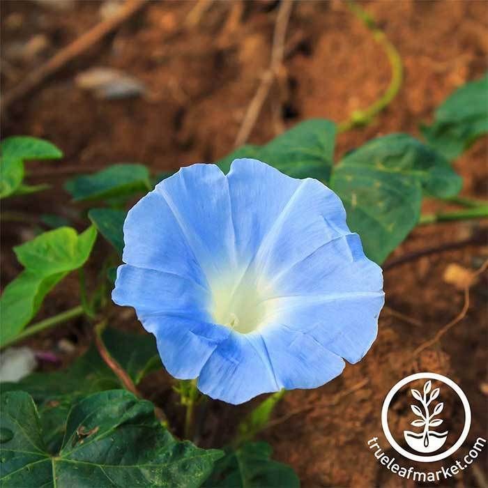 How to grow morning glory from seed successfully | Homes and Gardens