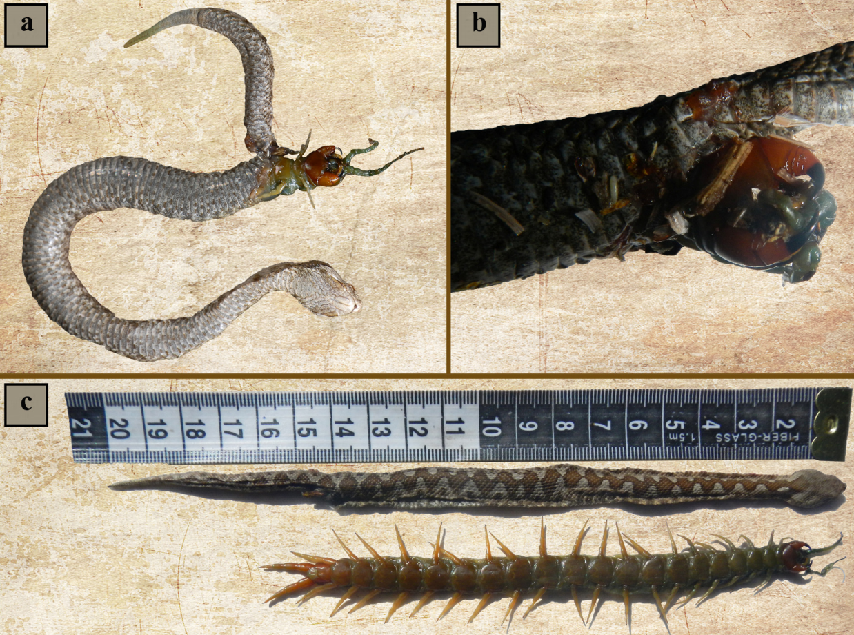 Centipede Bursts from Snake's Stomach | Live Science