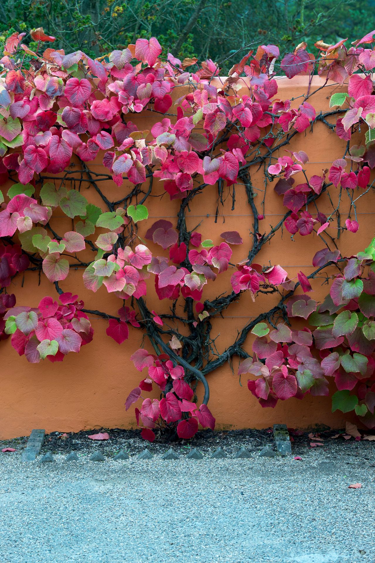 Best Climbing Plants 10 Best Climbers For Your Back Yard Homes Gardens