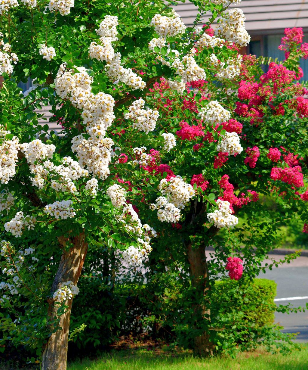 Crepe myrtle care and growing guide: tips for these trees | Homes and Gardens