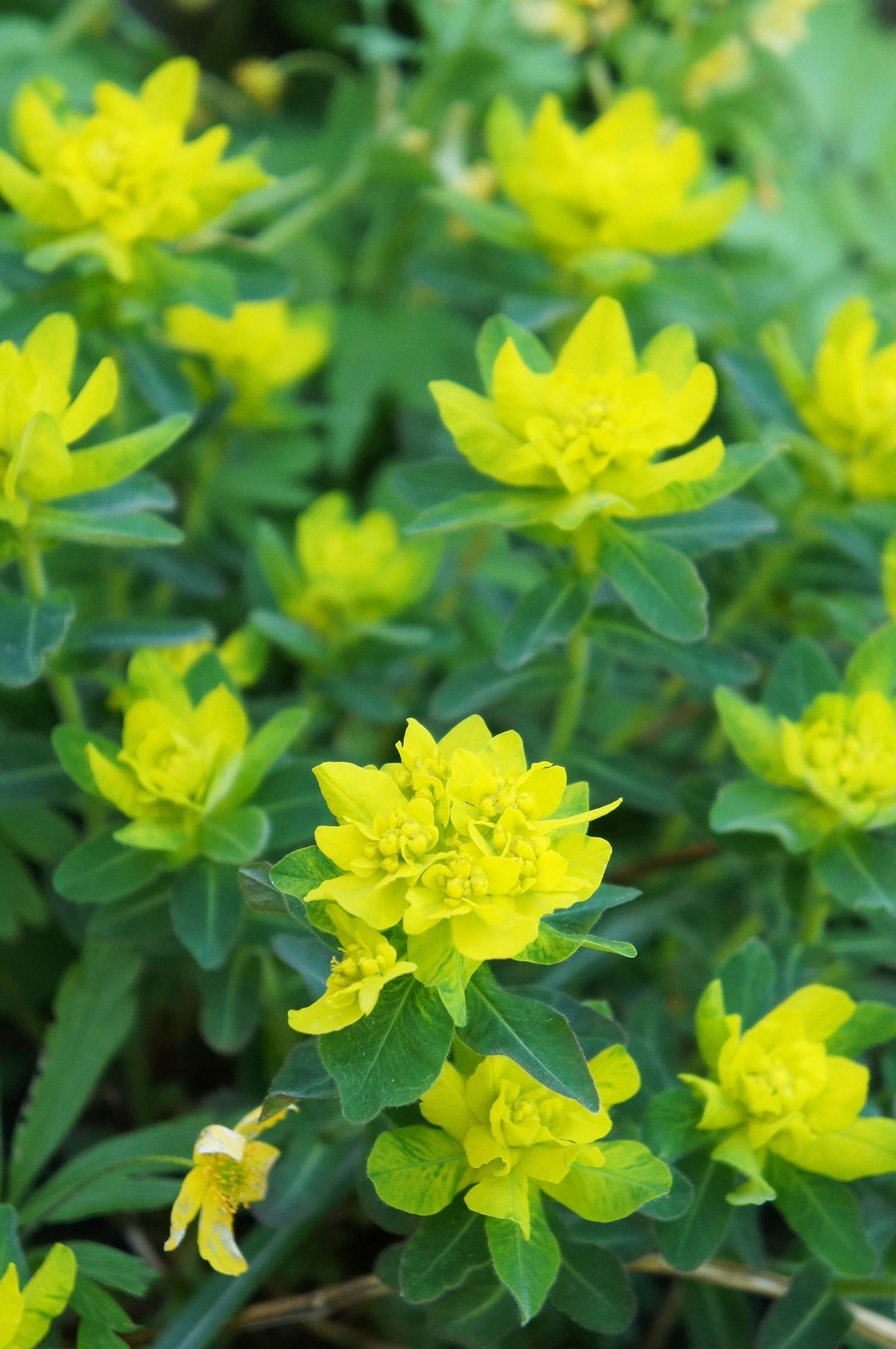 When to start planting flowers for spring | Homes and Gardens
