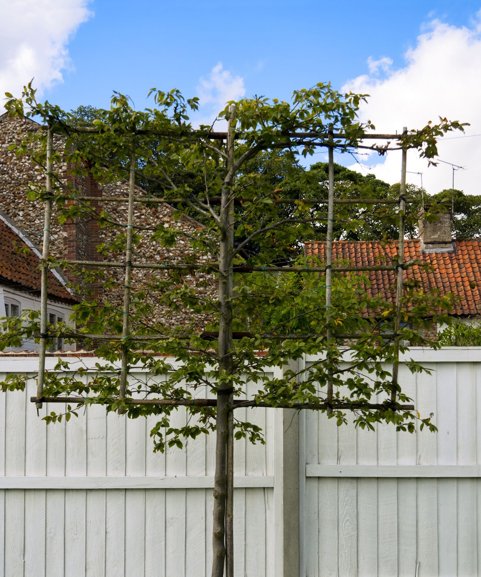 How to grow pleached trees for privacy and screening | Homes and Gardens