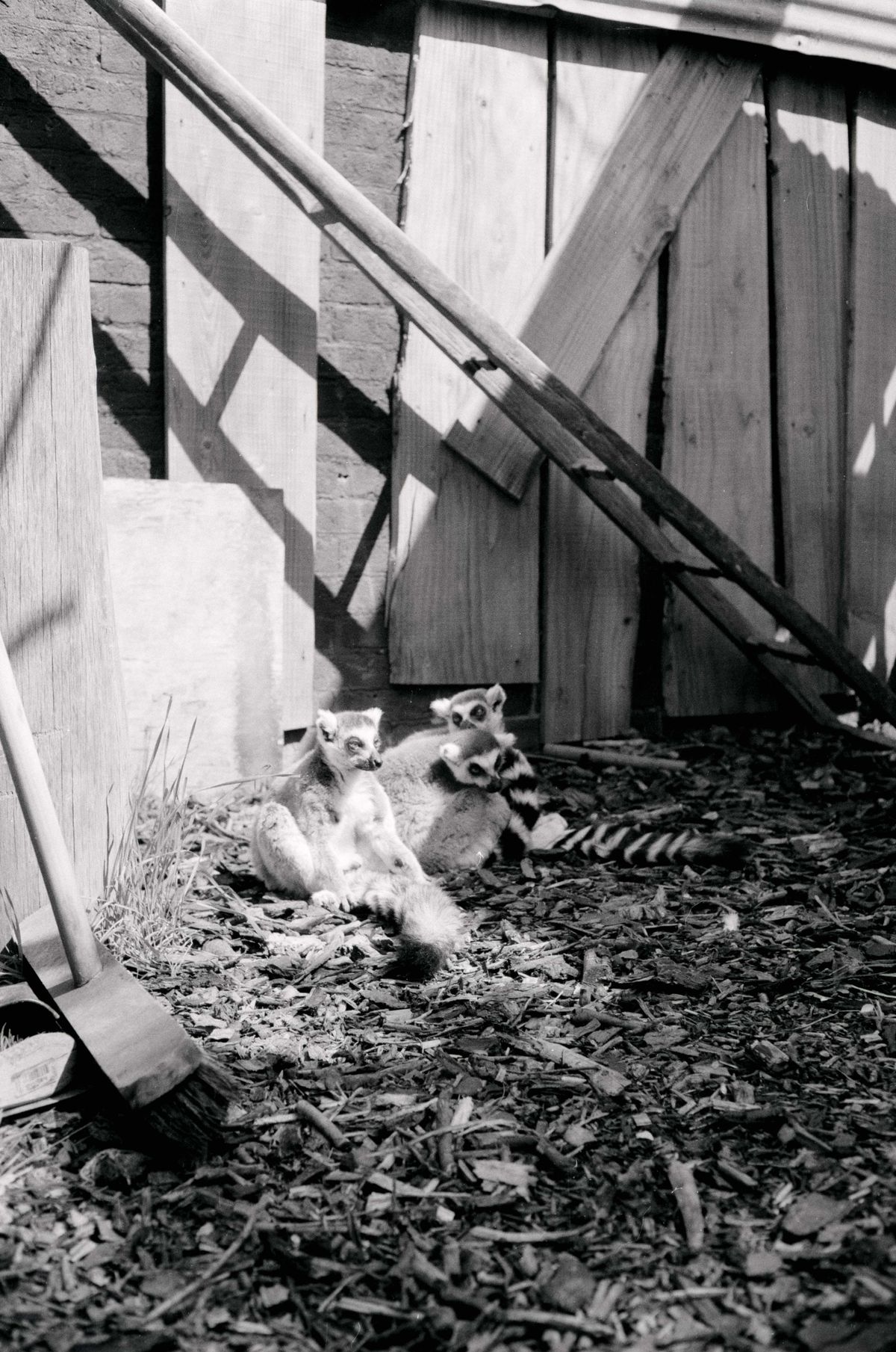 Kentmere Pan 400 review: affordable black and white film photography ...