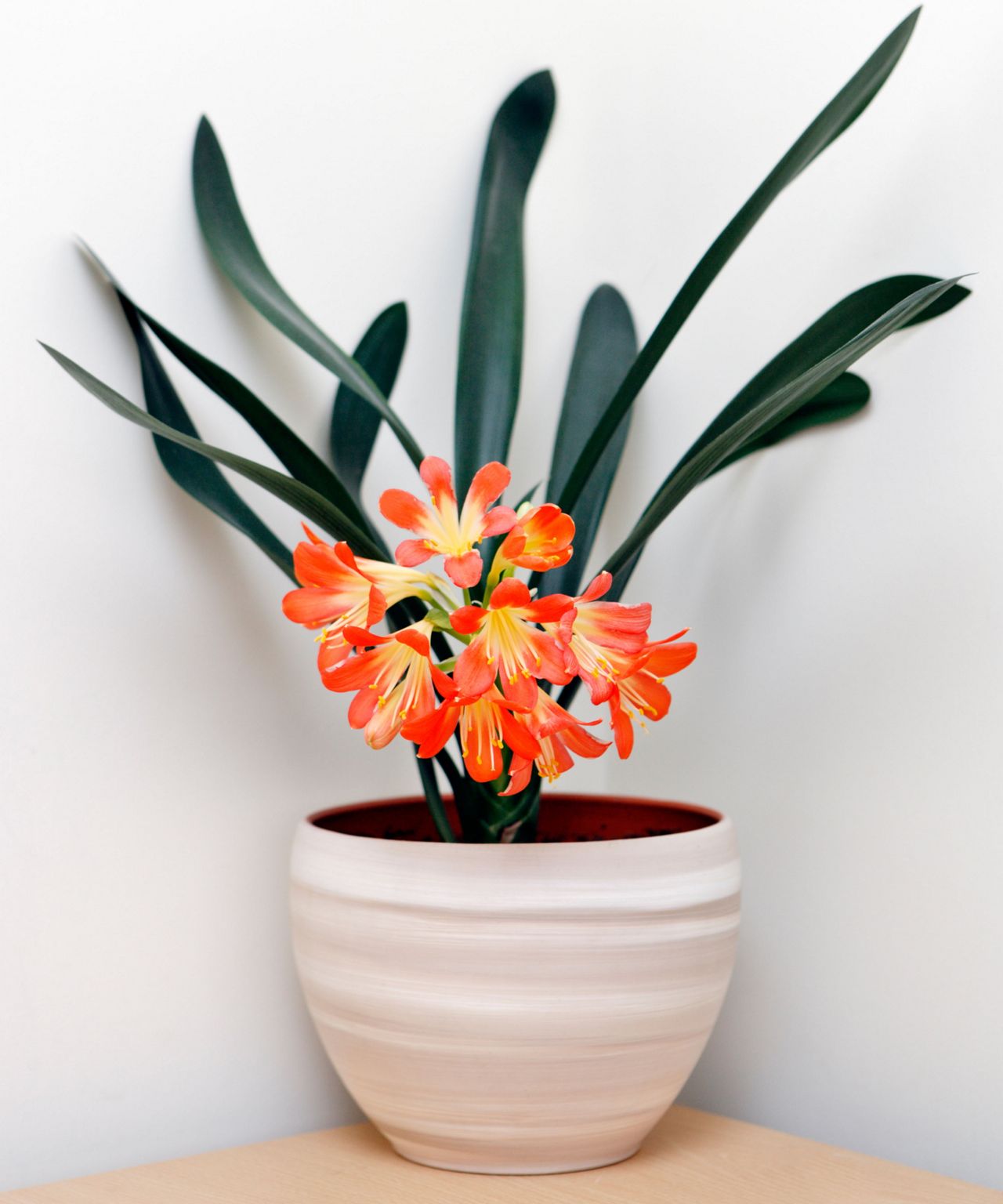 Best cold-tolerant houseplants: 6 plants for chilly spots | Homes and ...