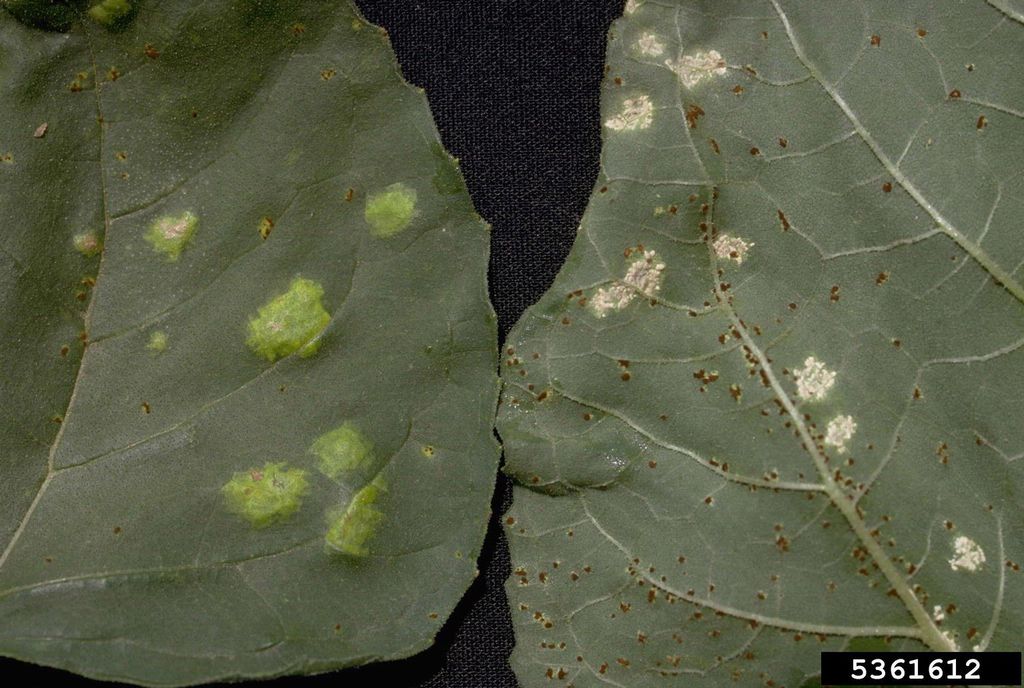 White Rust Treatment: How To Prevent White Rust Fungus | Gardening Know How