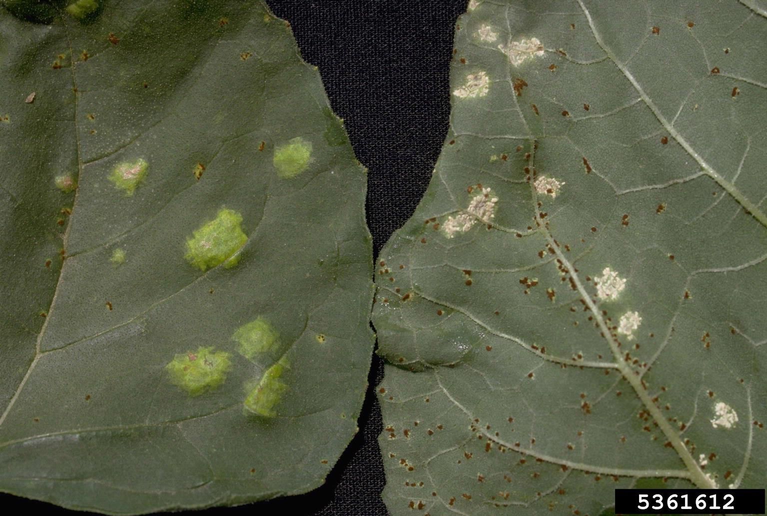 White Rust Treatment: How To Prevent White Rust Fungus | Gardening Know How