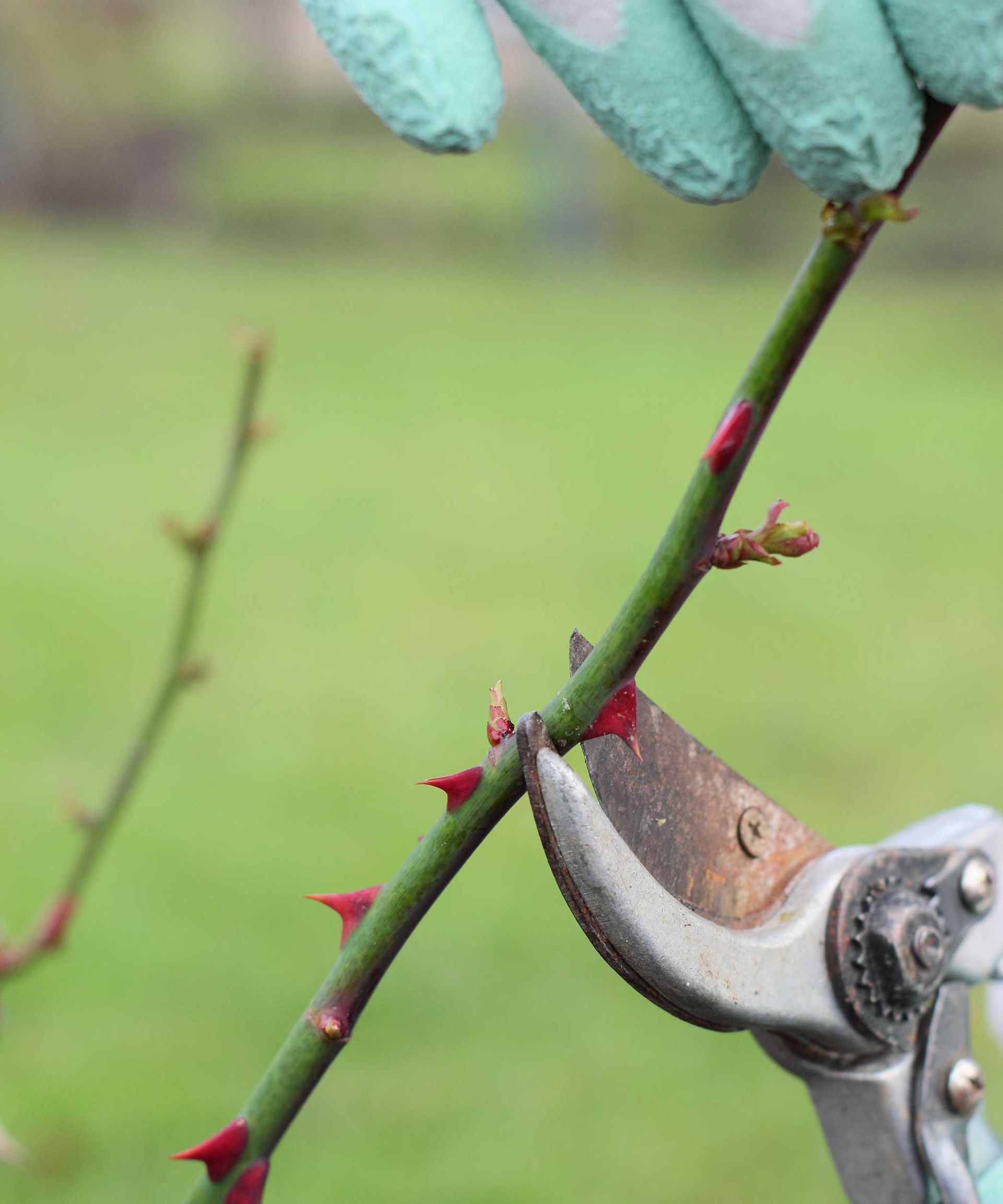 The best roses for hedges: Our top 10 expert picks | Homes and Gardens