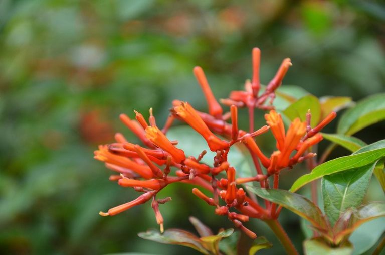 What Is A Firebush: Learn About Hamelia Firebush Plant Care | Gardening ...