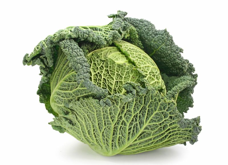 Tips & Information about Cabbage - Page 2 | Gardening Know How