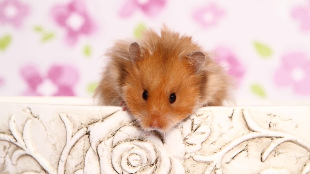 Types of hamsters: Tame pets and wild breeds | PetsRadar