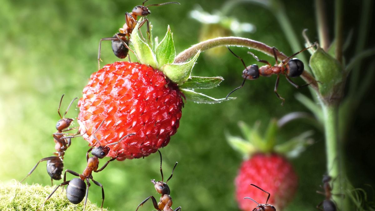 Common Strawberry Pests: Stop Them Ruining Your Strawbs | Gardening ...