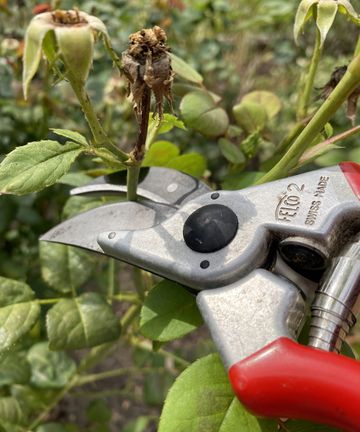 How Much To Cut Your Roses Back in Fall (and When to Do it) | Gardening ...
