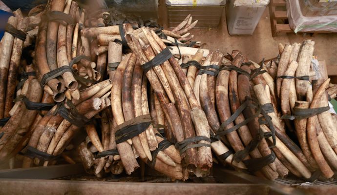 The tragic price of ivory | The Week