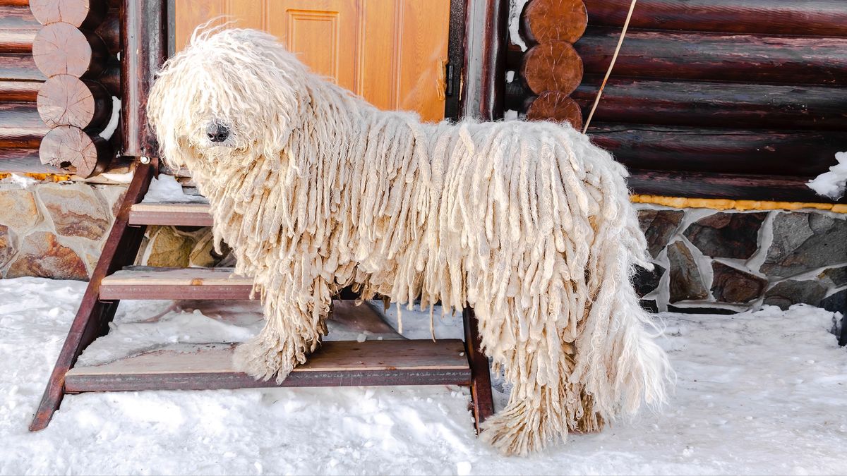 32 best dog breeds for cold climates | PetsRadar