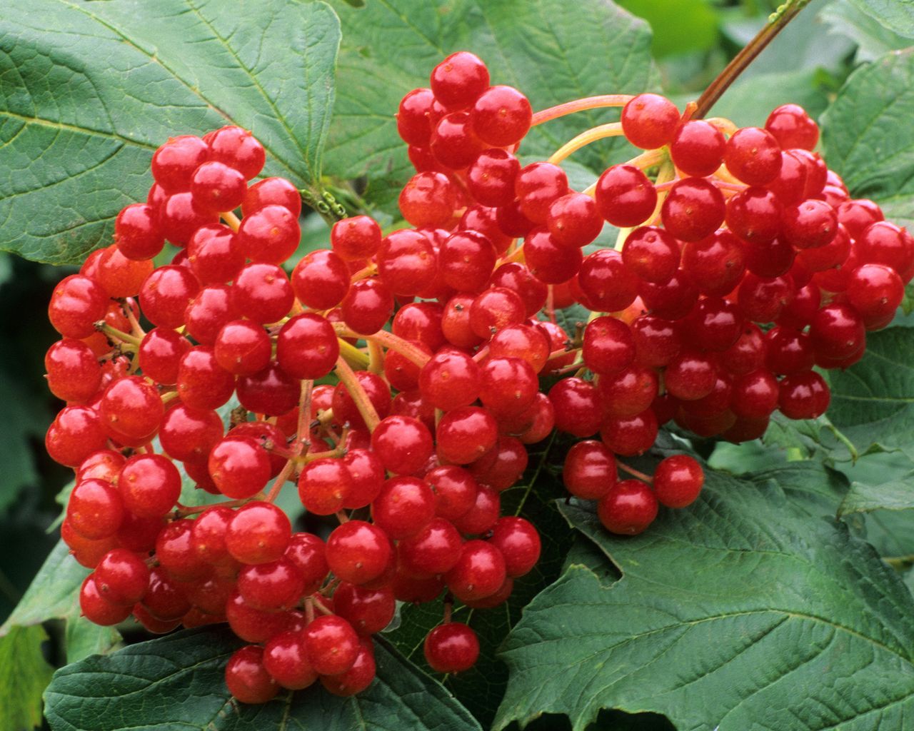 Types of viburnum: 16 evergreen and deciduous varieties for your plot ...