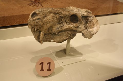 12 amazing saber-toothed animals | Live Science