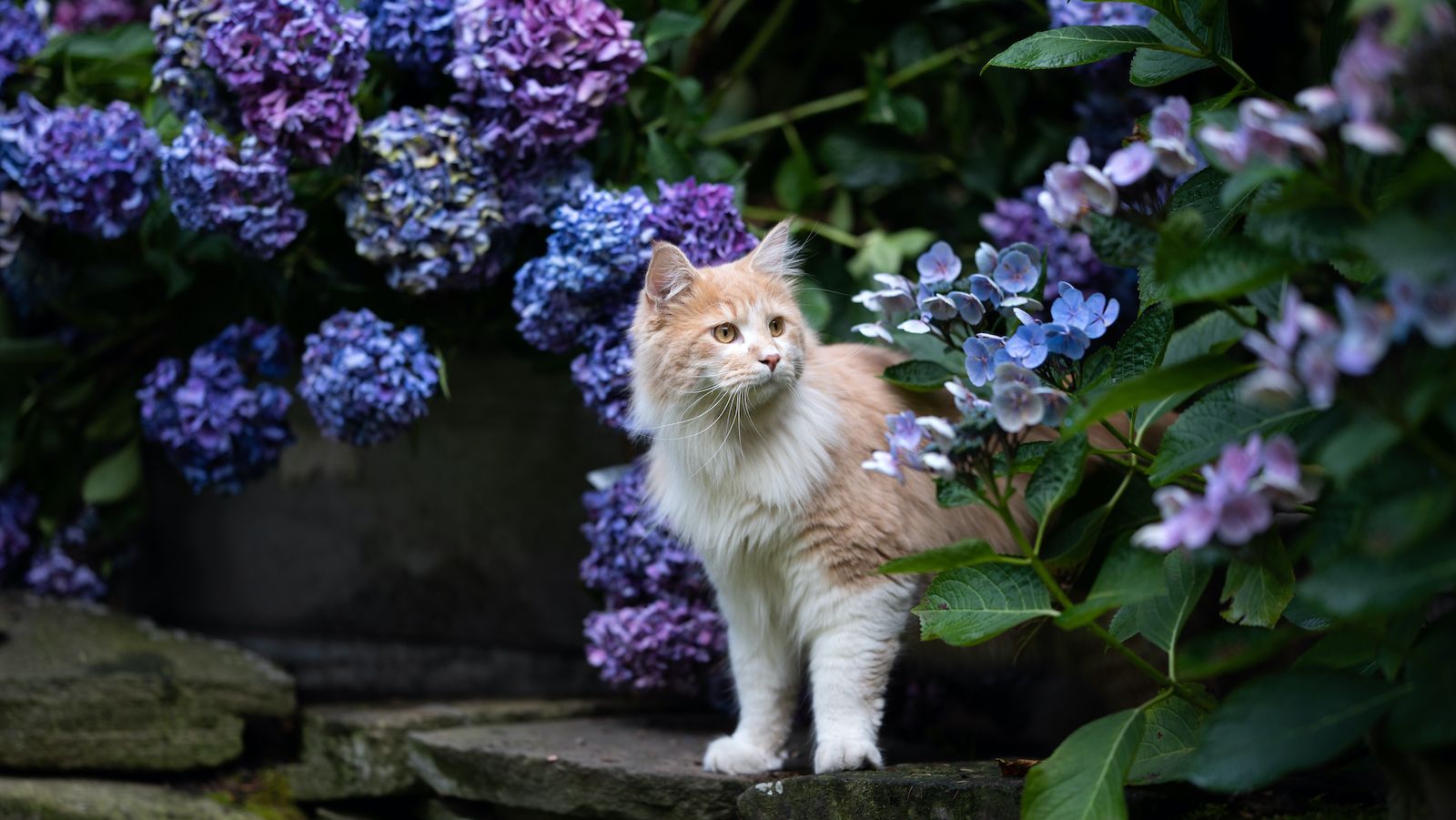 Are hydrangeas poisonous to cats? Here's what gardeners say | Real Homes