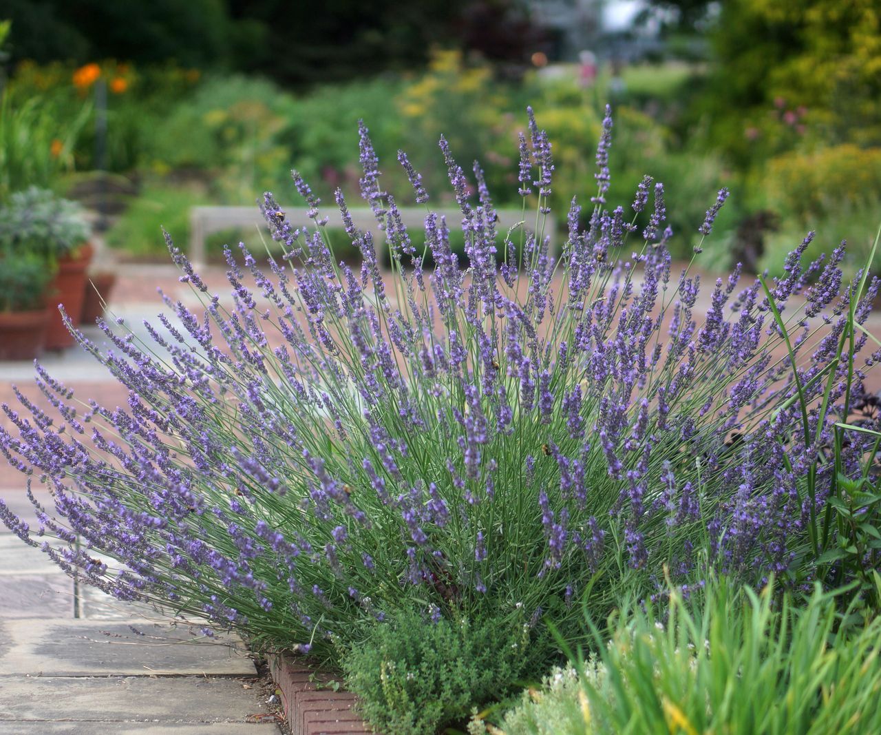 Best lavender varieties: 14 fragrant picks for every garden | Homes and ...