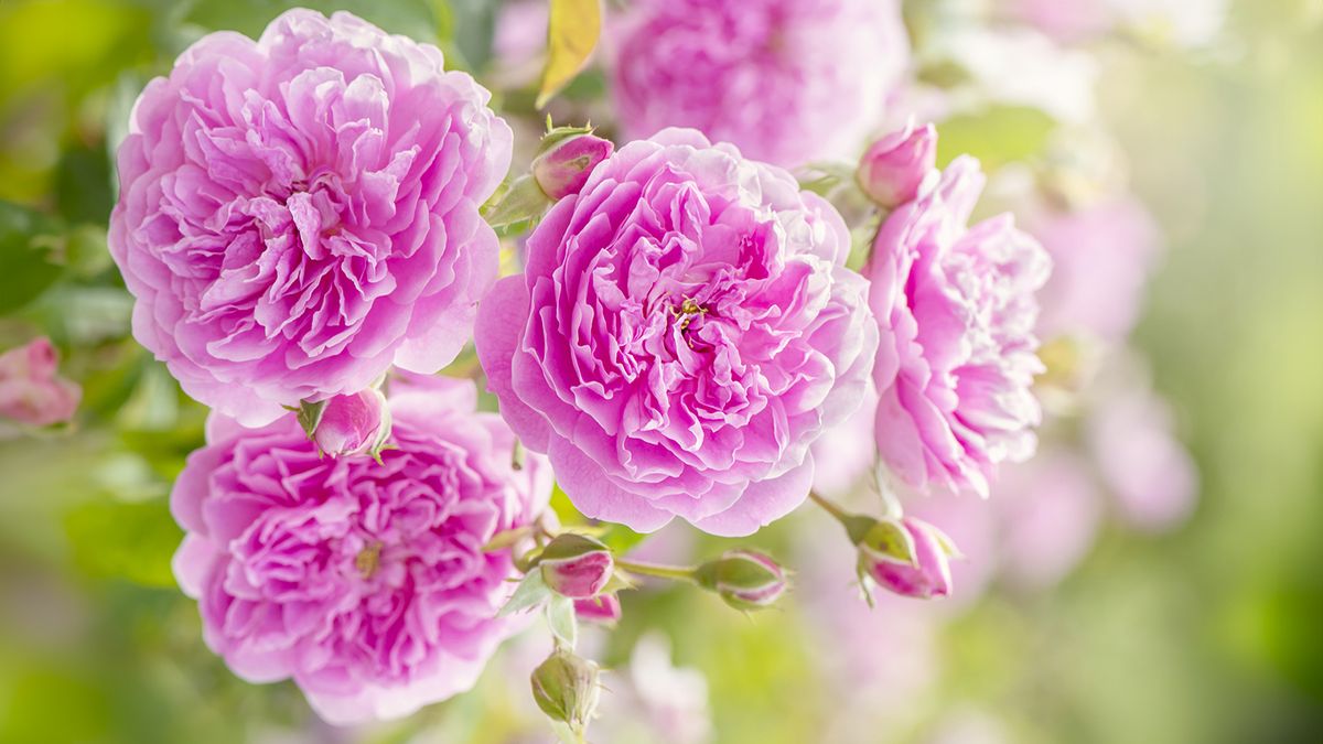 How Much Sun Do Roses Need? Light Requirements Explained | Gardening ...