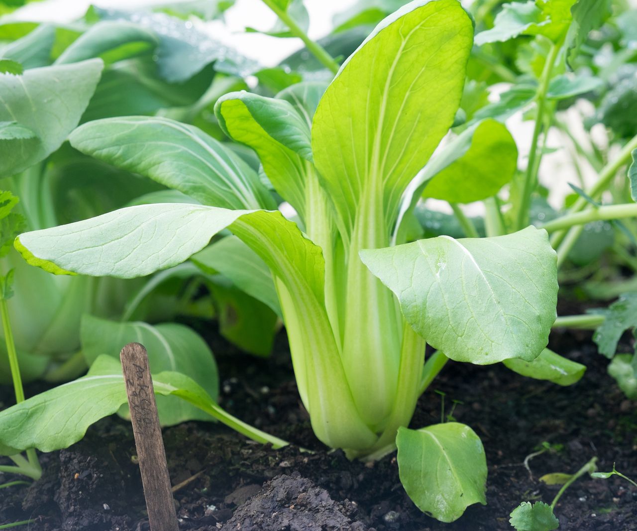 5 Fast-Growing Intercrops To Max Out Your Vegetable Garden | Gardening ...