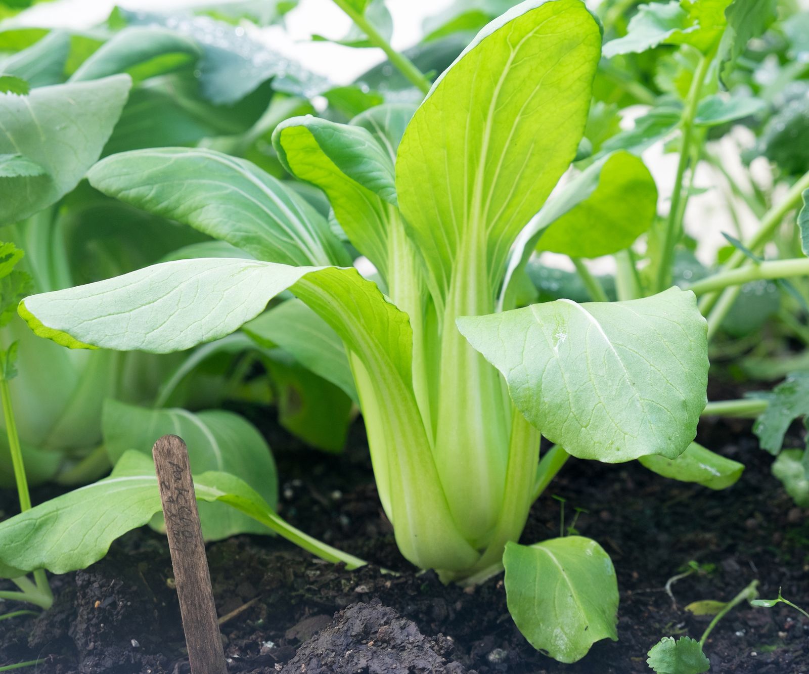 5 Fast-Growing Intercrops To Max Out Your Vegetable Garden | Gardening ...