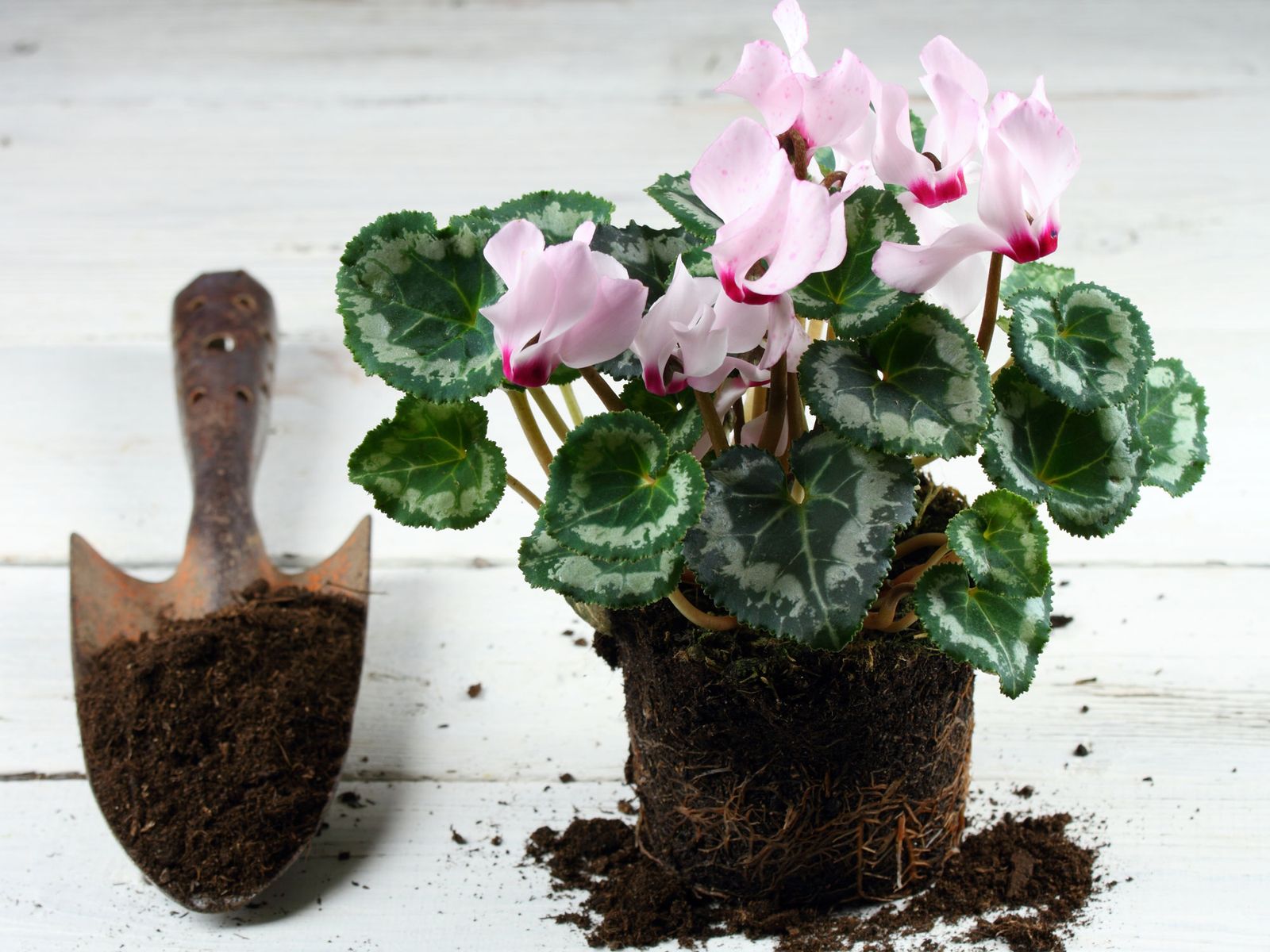 Pretty in Pink — How to Care for Cyclamen During Winter | Livingetc
