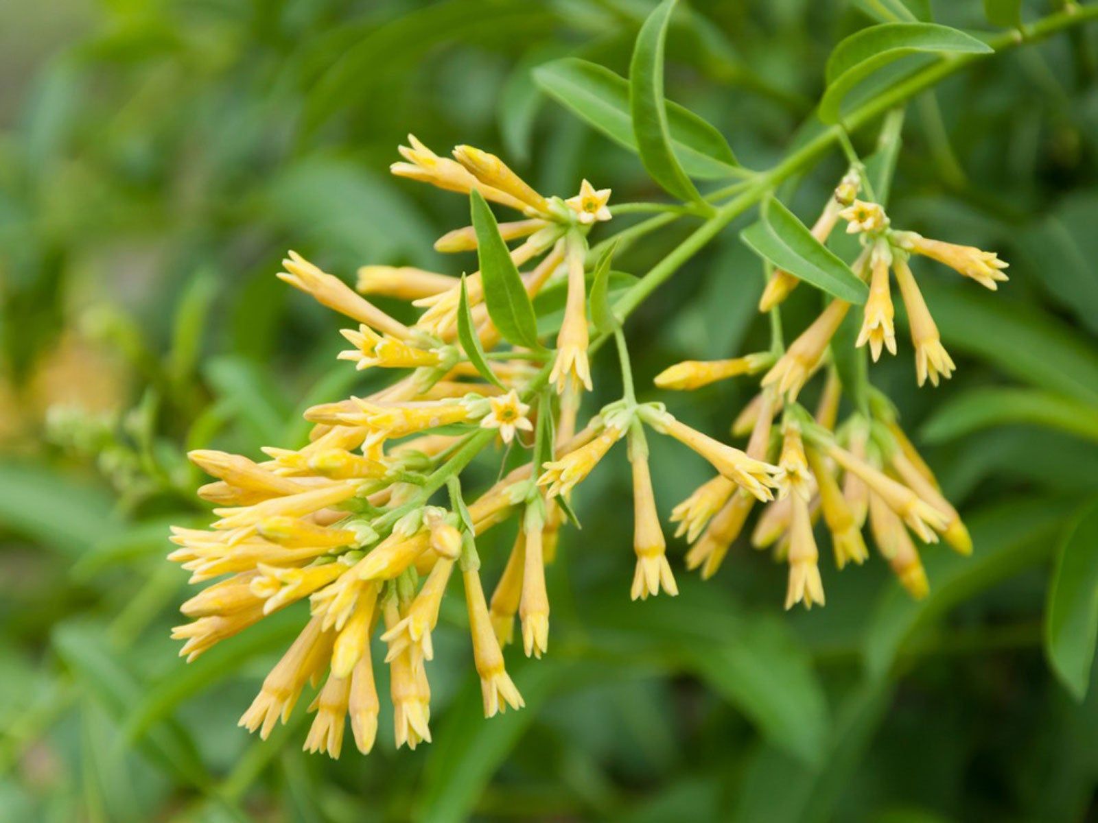 What Is Night Blooming Jasmine: Tips For Growing Night Jasmine Plants ...