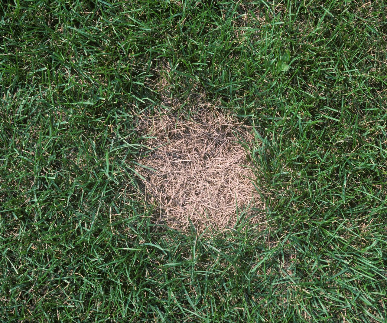 How to prevent necrotic ring spot lawn disease in your yard | Homes and ...