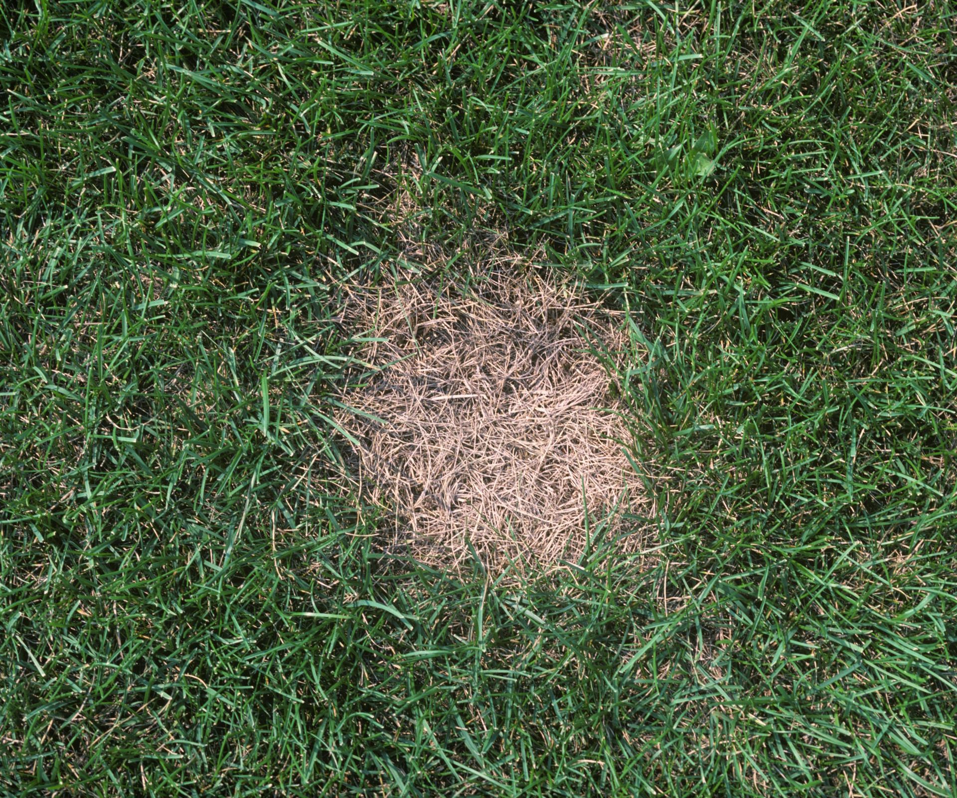 How to spot summer patch and deal with the fungal disease | Homes and ...
