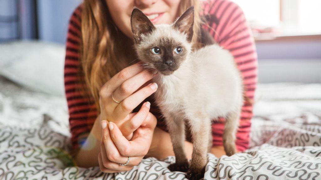 32 ways to raise a happy and healthy kitten | PetsRadar