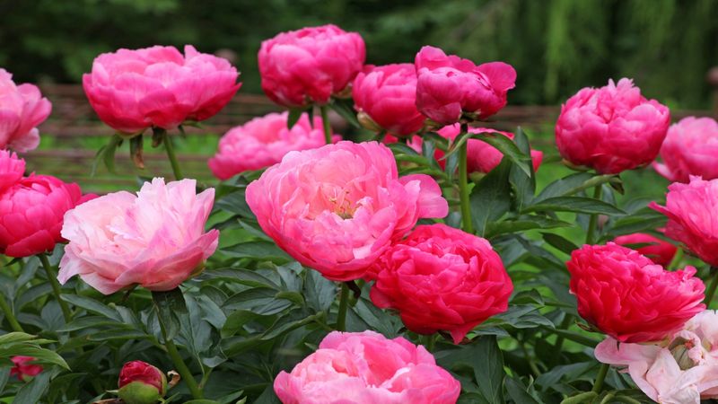 How to grow peonies in pots – tips for container displays | Homes and Gardens