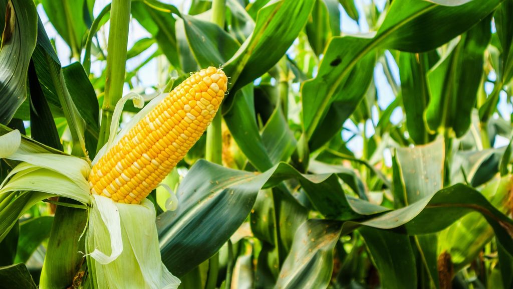 When to fertilize corn: expert tips for how to feed plants | Homes and ...