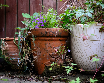 Container gardening: steps and ideas for making a container garden ...