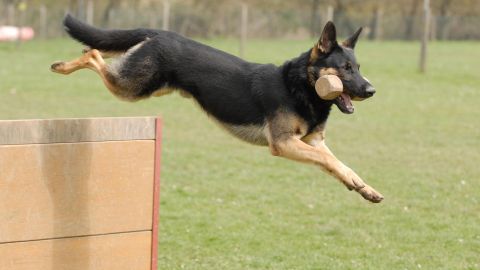 Highest jumping dogs: 20 that can reach impressive heights | PetsRadar