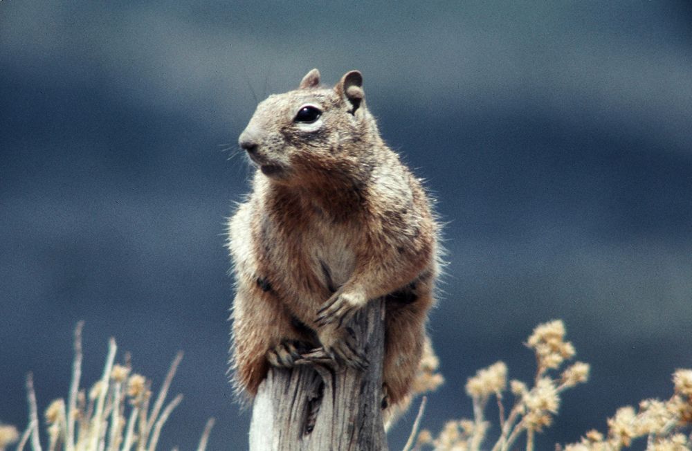 Photos: The Many Mammals of the North American Deserts: Page 2 | Live ...