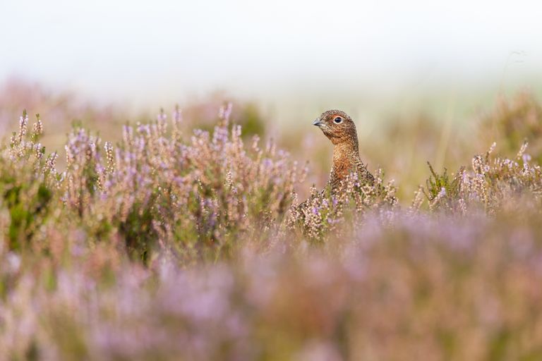 The Glorious 12th: 12 facts about the first day of the grouse shooting ...