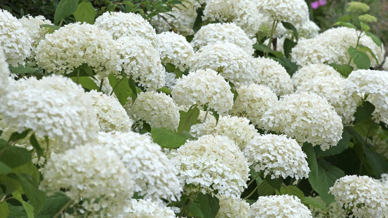 How to grow a hydrangea tree, including expert pruning tips | Homes and ...