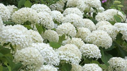 Watering hydrangeas: how and when to hydrate these shrubs | Homes and ...