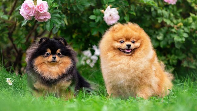 32 popular spitz dog breeds from around the world | PetsRadar