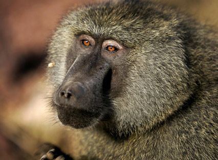 Video: lab baboons break out of Texas medical research centre | The Week