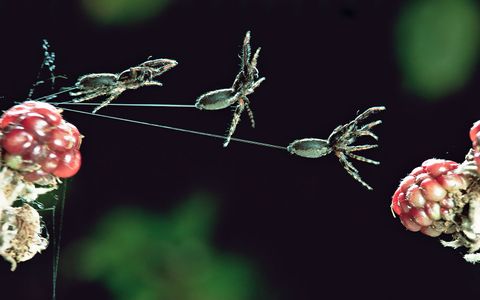 21 Totally Sweet Spider Superlatives | Live Science