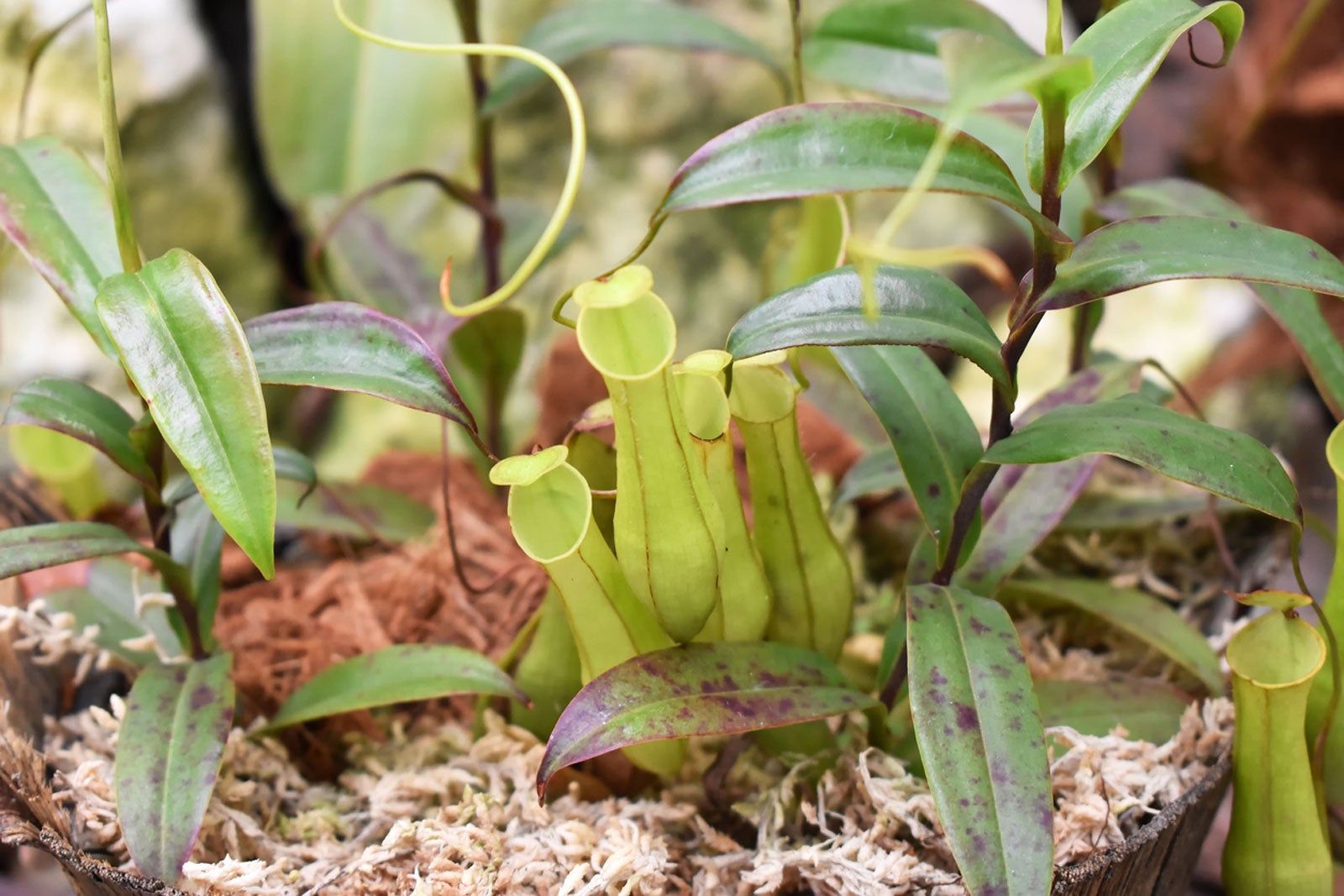 Making A Bog Garden Planter: Can You Grow A Bog Garden In A Pot ...