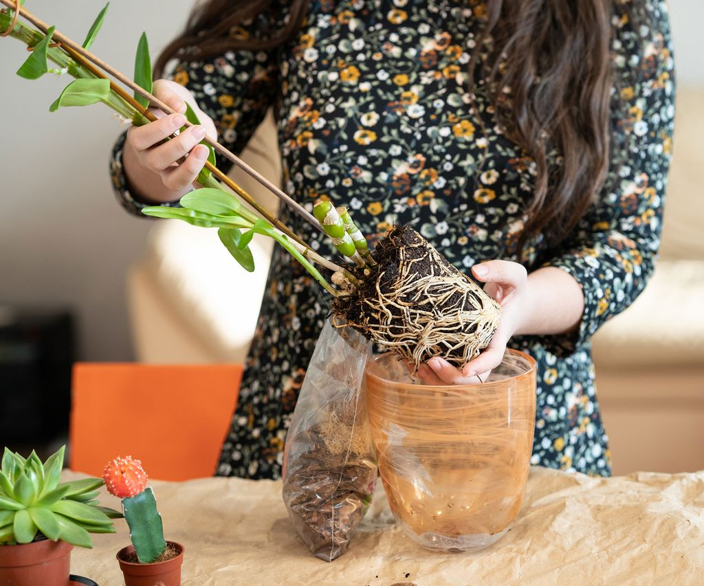 How to propagate orchids: expert tips for three key methods | Homes and ...