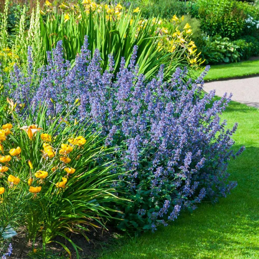 Plants That Can Withstand Heat and Cold — 11 Varieties Picked by ...