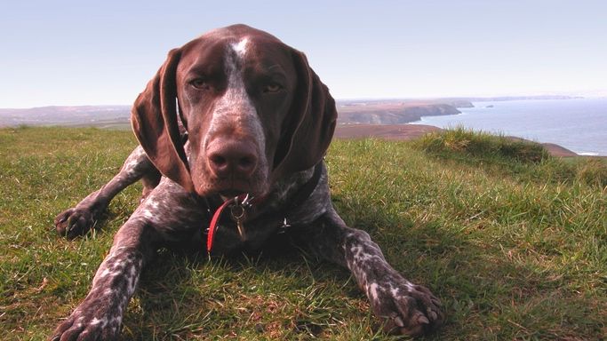32 of the best outdoor dogs | PetsRadar