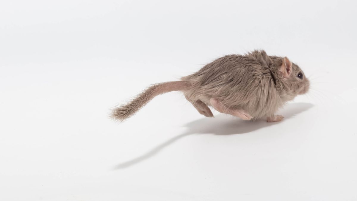 7 telltale signs you have mice in your home | Tom's Guide