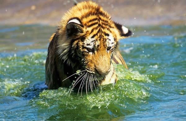 Tigers - News and Scientific Articles on Live Science - Page 6 | Live ...