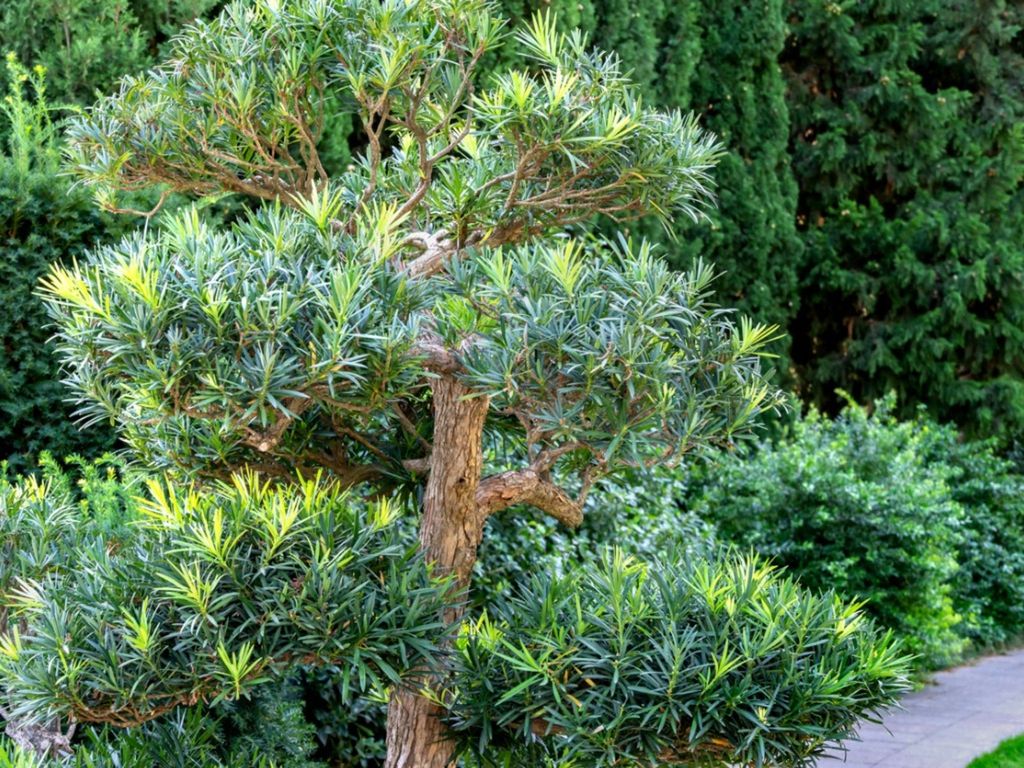 Learn About Podocarpus Plants - Guide To Growing A Podocarpus Tree ...