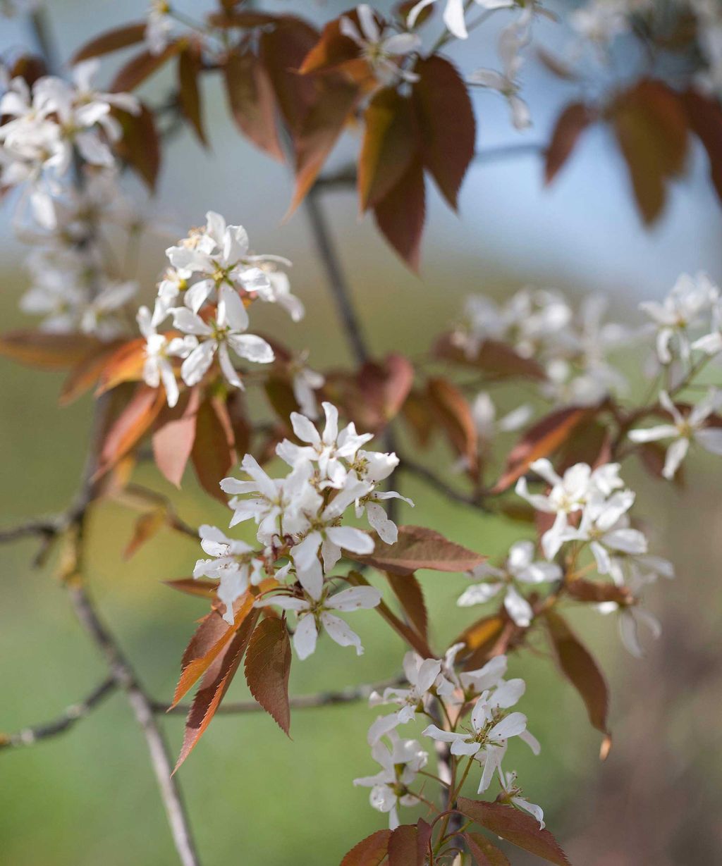Privacy trees to grow in pots – 8 pretty choices | Homes and Gardens