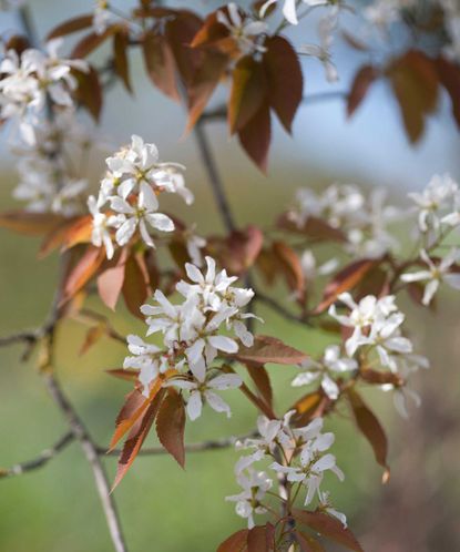 12 of the best statement trees to bring drama to your yard | Homes and ...